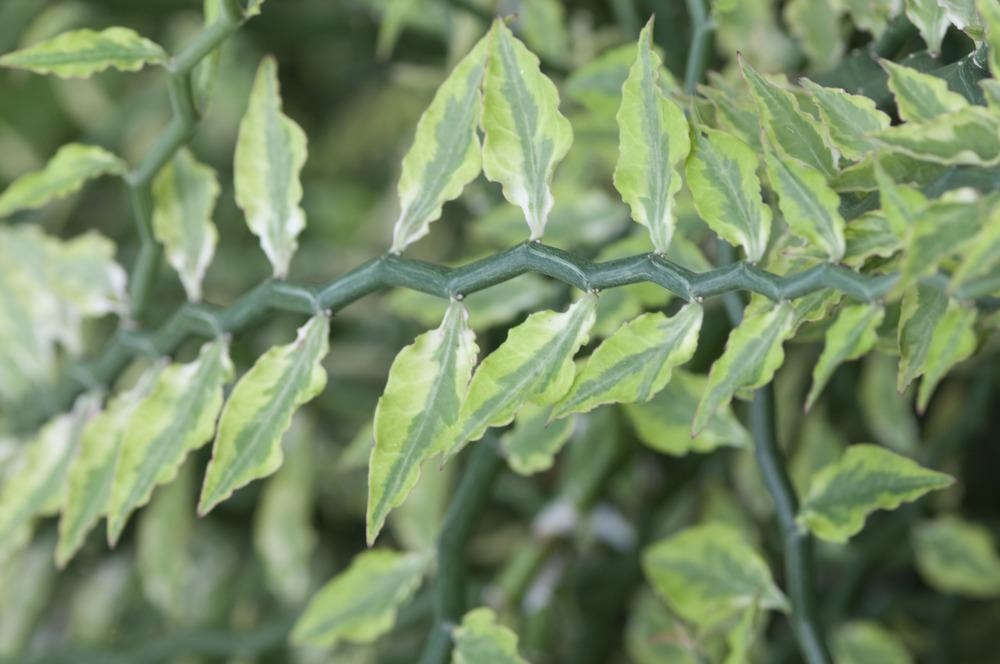 Photo of the stem, scape, stalk or bark of Variegated Devil's Backbone ...