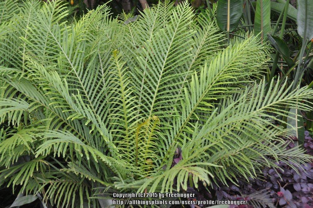 Dwarf Tree Fern (Oceaniopteris gibba 'Silver Lady') - Garden.org