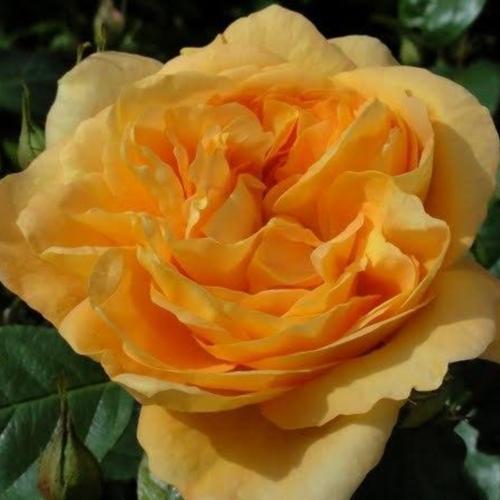 Rose (Rosa 'Bernstein-Rose') in the Roses Database - Garden.org