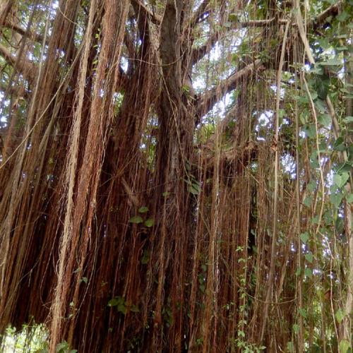 Shortleaf Fig (Ficus citrifolia) - Garden.org
