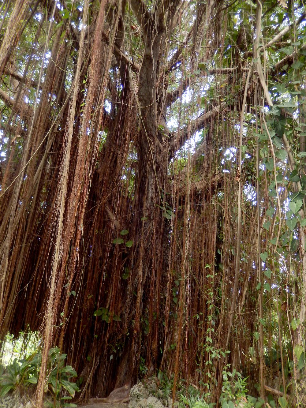 Shortleaf Fig (Ficus citrifolia) - Garden.org