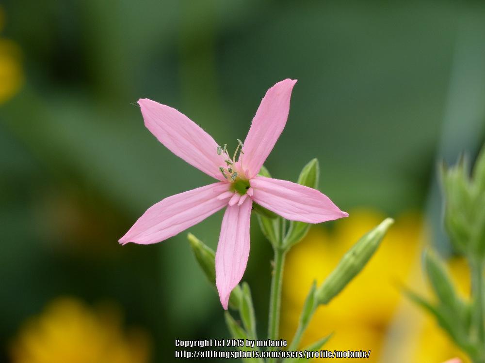 Photo of the bloom of Royal Catchfly (Silene regia) posted by molanic ...