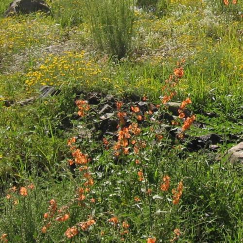 Munro's Globemallow (Sphaeralcea munroana) - Garden.org
