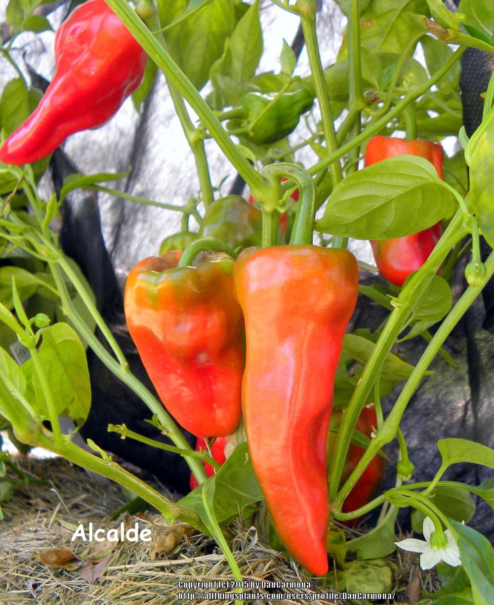 Hot Pepper (Capsicum annuum 'Alcalde') in the Peppers Database - Garden.org