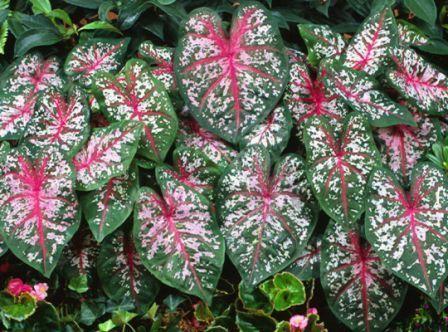 Fancy-leaf Caladium (Caladium 'Florida Calypso') in the Caladiums ...