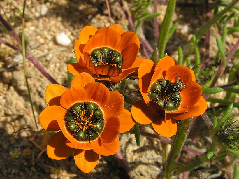 Gorteria diffusa subsp. calendulacea - Garden.org