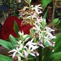 Photo of the entire plant of Nun's Cap Orchid (Calanthe tankervilleae ...