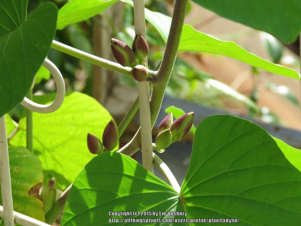 Photo of the closeup of buds, sepals and receptacles of Hawaiian Bells ...