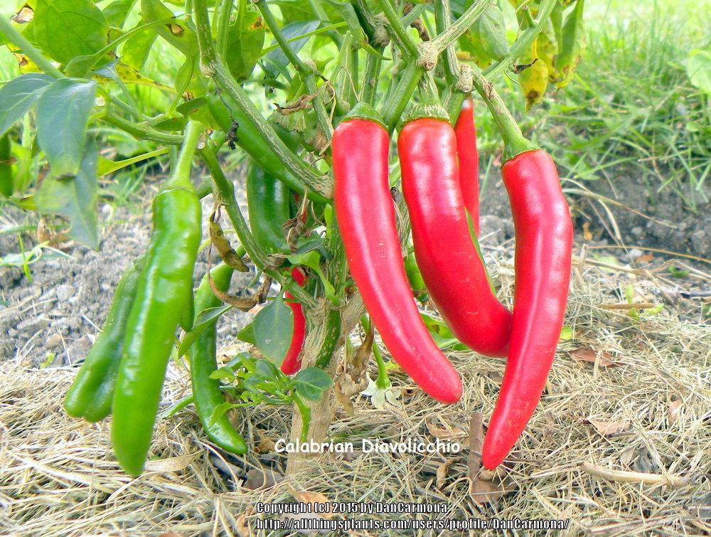 Hot Pepper (Capsicum annuum 'Calabrian Diavolicchio') in the Peppers ...