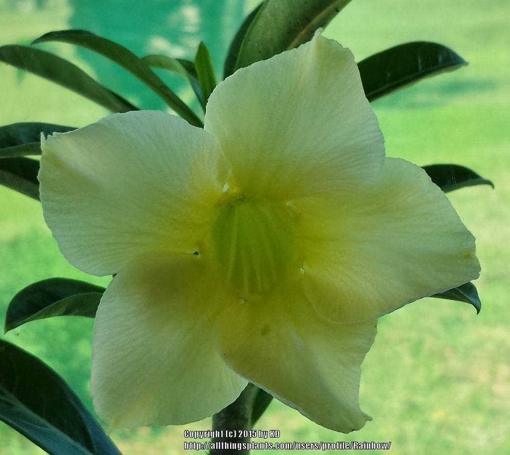 Desert Rose (Adenium obesum 'Yellow Emperor') in the Adeniums Database ...