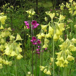 Primrose (Primula secundiflora) in the Primroses Database - Garden.org