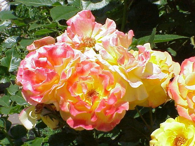 Rose (Rosa 'Night Light') in the Roses Database - Garden.org