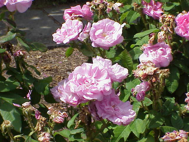 Rose (Rosa 'Duchesse de Verneuil') in the Roses Database - Garden.org