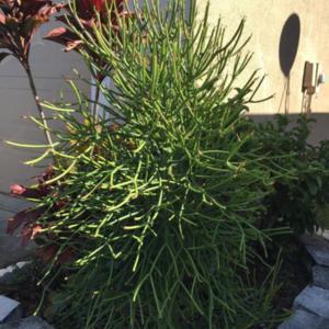 Pencil Tree (Euphorbia tirucalli) in the Euphorbias Database - Garden.org