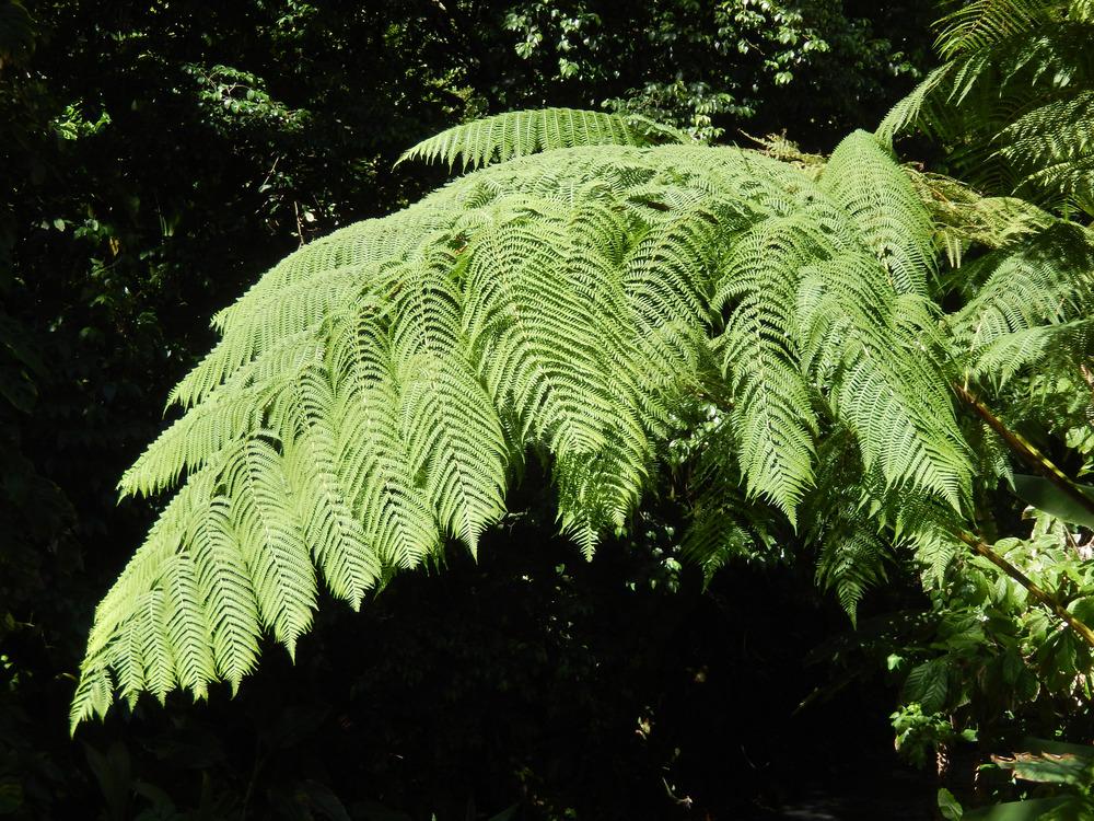 Photo of the leaves of West Indian Tree Fern (Cyathea arborea) posted ...