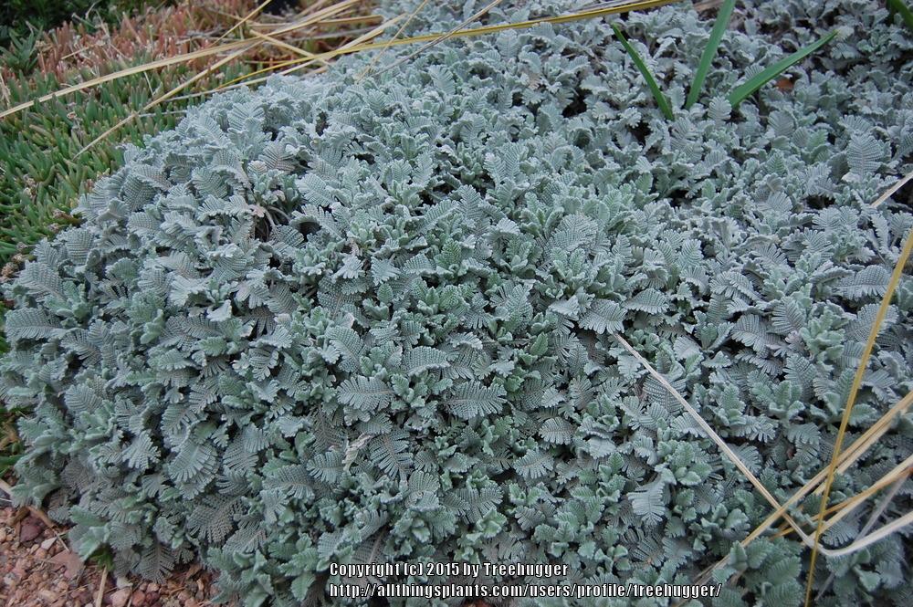 Photo of the leaves of Partridge Feather (Tanacetum densum) posted by ...