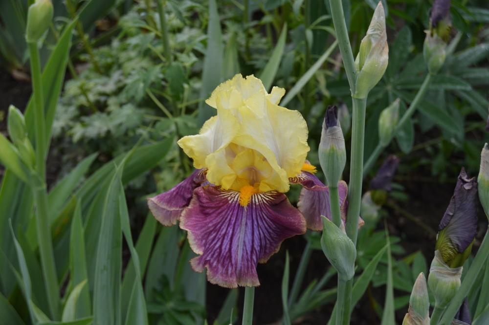 Tall Bearded Iris (Iris 'Payback Time') in the Irises Database - Garden.org