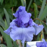Tall Bearded Iris (Iris 'Poet's Rhyme') in the Irises Database - Garden.org
