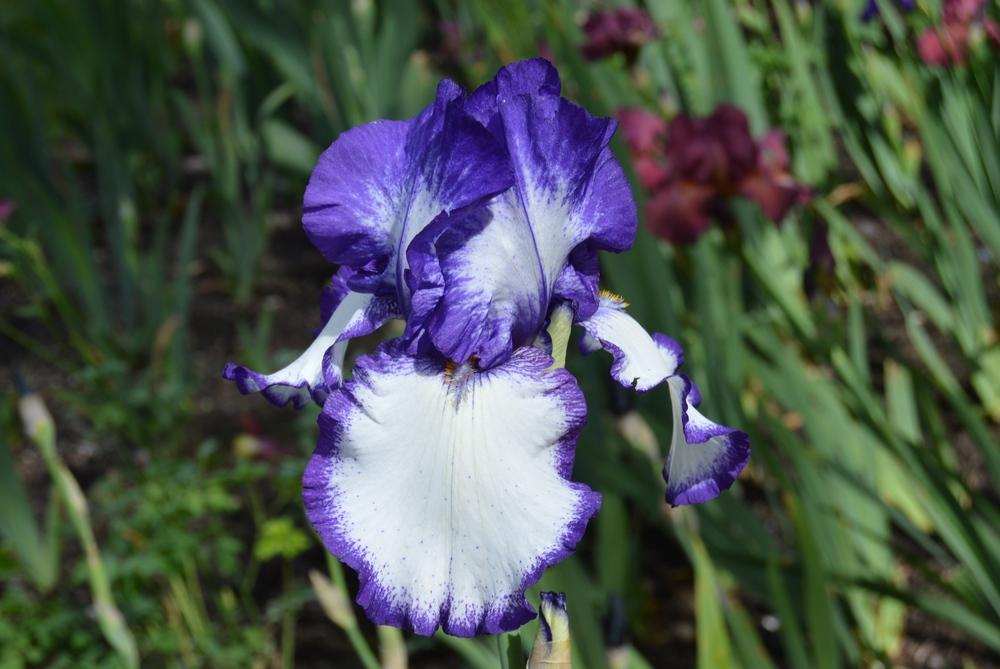 Tall Bearded Iris (Iris 'Rare Quality') in the Irises Database - Garden.org
