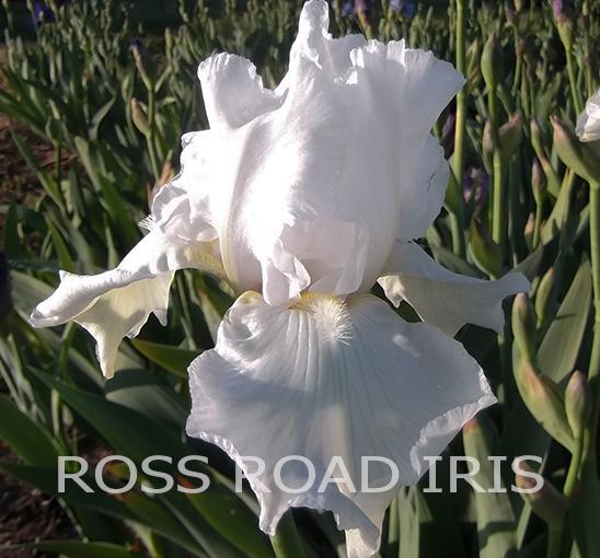 Tall Bearded Iris (Iris 'Angel Symphony') in the Irises Database ...
