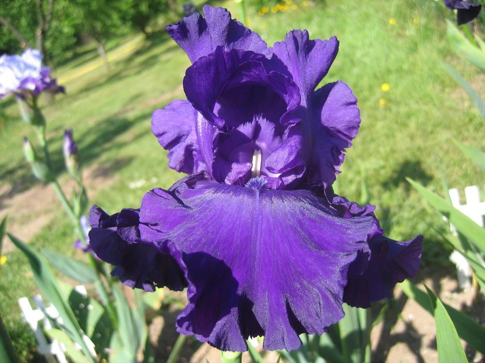 Tall Bearded Iris (Iris 'Sea Wolf') in the Irises Database - Garden.org