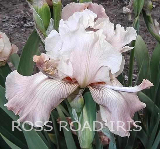 Tall Bearded Iris (Iris 'Amelia's Orchid') in the Irises Database ...