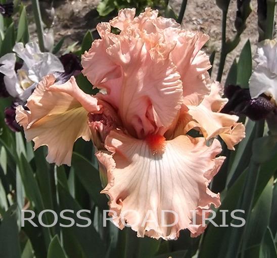 Photo of the bloom of Tall Bearded Iris (Iris 'Bold as Love') posted by ...