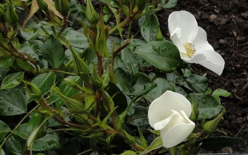 Rose (Rosa 'Silver Ghost') in the Roses Database - Garden.org