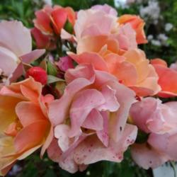 Rose (Rosa 'Jazz') in the Roses Database - Garden.org