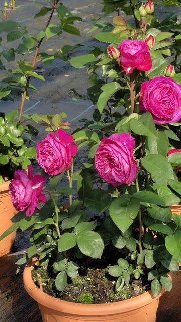 Photo of the entire plant of Rose (Rosa 'Heidi Klum Rose') posted by ...