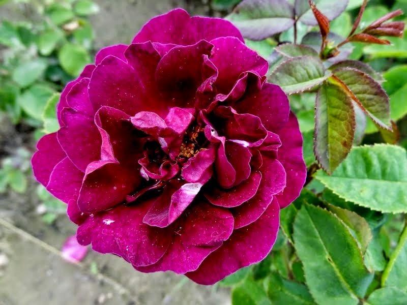Photo of the bloom of Rose (Rosa 'Prince Camille de Rohan') posted by ...