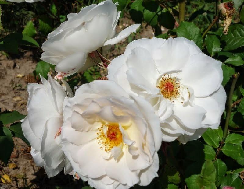 Rose (Rosa 'Sweet Blondie') in the Roses Database - Garden.org