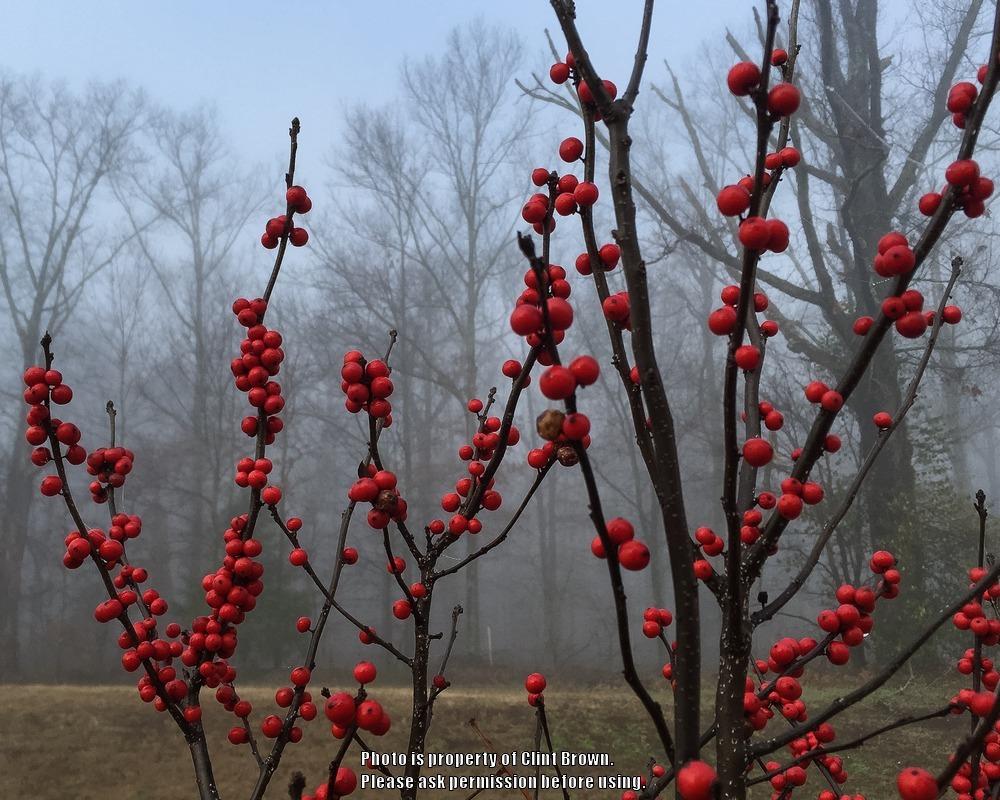 Winterberry Holly (Ilex verticillata 'Winter Red') in the Ilex Database ...