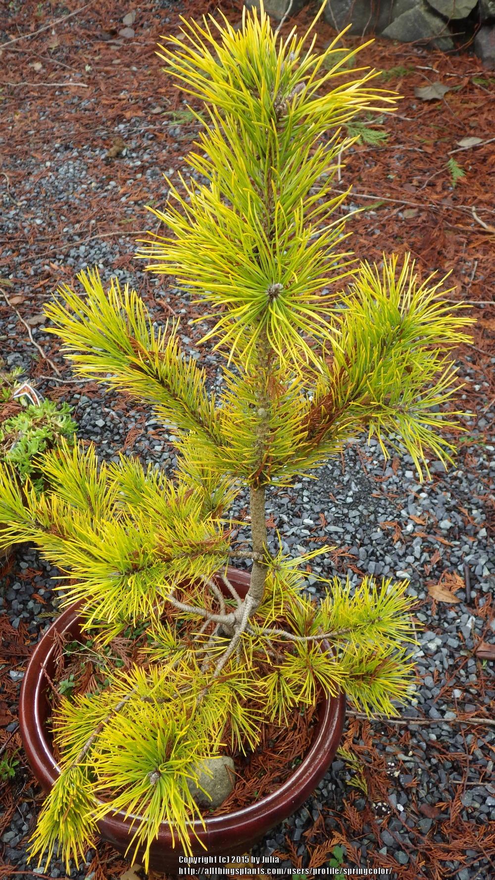 Photo of the winter interest of Lodgepole Pine (Pinus contorta var ...