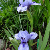 Standard Dwarf Bearded Iris (Iris 'Sapphire Jewel') in the Irises ...