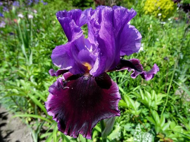 Photo of the bloom of Tall Bearded Iris (Iris 'Violet Turner') posted by Orsola - Garden.org