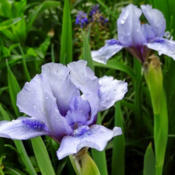 Standard Dwarf Bearded Iris (Iris 'Sapphire Jewel') in the Irises ...