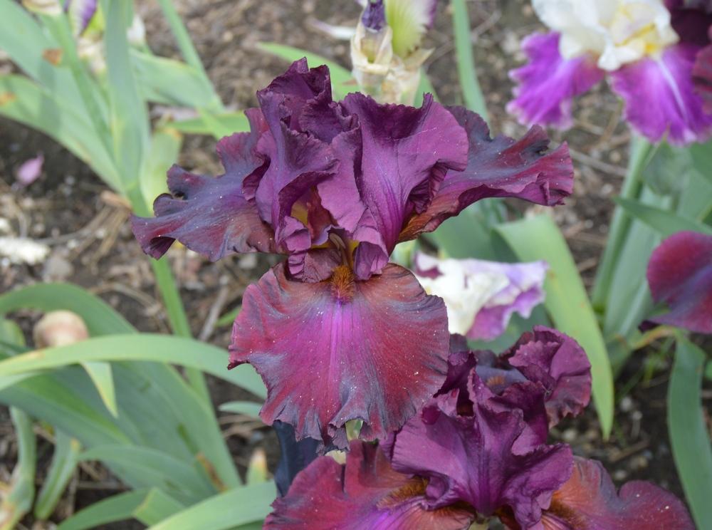 Tall Bearded Iris (Iris 'Ruby Morn') in the Irises Database - Garden.org