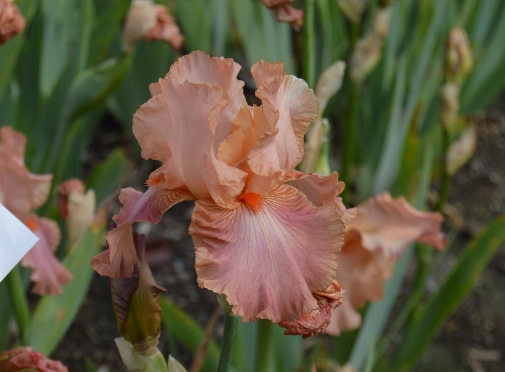 Photo of the bloom of Tall Bearded Iris (Iris 'Role Model') posted by ...