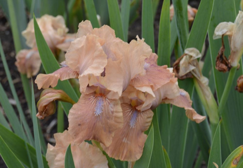 Photo of the bloom of Intermediate Bearded Iris (Iris 'Rust Never ...