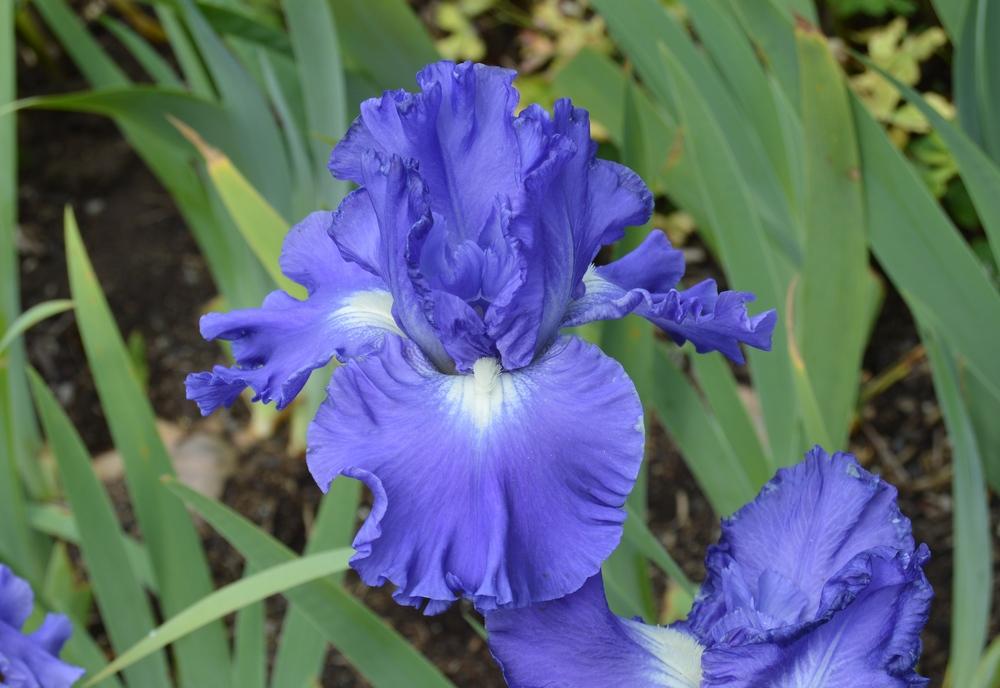 Tall Bearded Iris (Iris 'Sarah Lauren') in the Irises Database - Garden.org