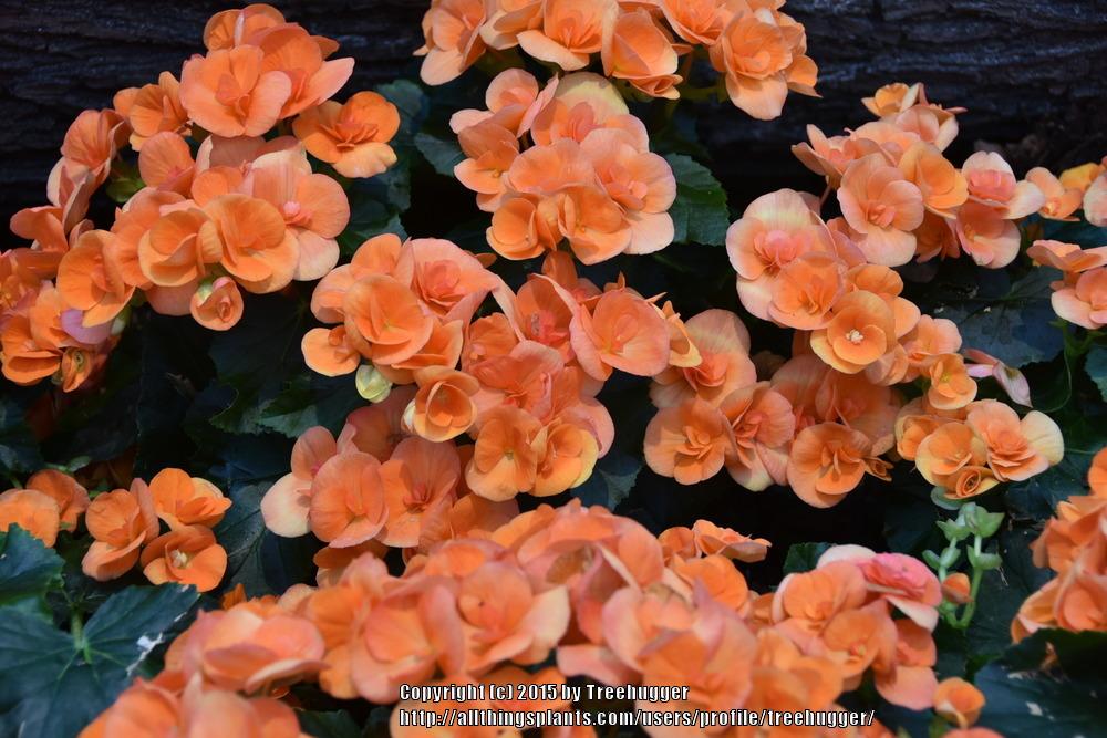 Begonia (Begonia x hiemalis 'Amstel Batik') in the Begonias Database ...
