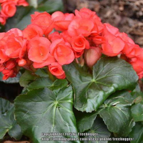 Begonia (Begonia x hiemalis Solenia® Velvet Red) in the Begonias ...