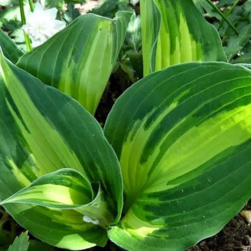 Hosta 'Elizabeth Campbell' in the Hostas Database - Garden.org