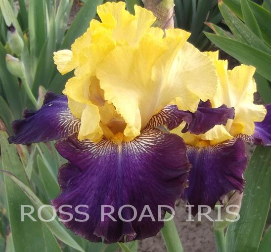 Photo of the bloom of Tall Bearded Iris (Iris 'Native Tale') posted by ...