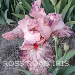 Tall Bearded Iris (Iris 'Nigerian Raspberry') in the Irises Database ...