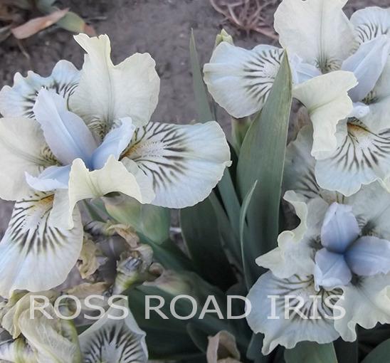 Miniature Dwarf Bearded Iris (Iris 'Green Eyes') in the Irises Database ...