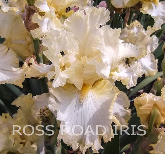 Photo of the bloom of Tall Bearded Iris (Iris 'Dancing in Ruffles ...