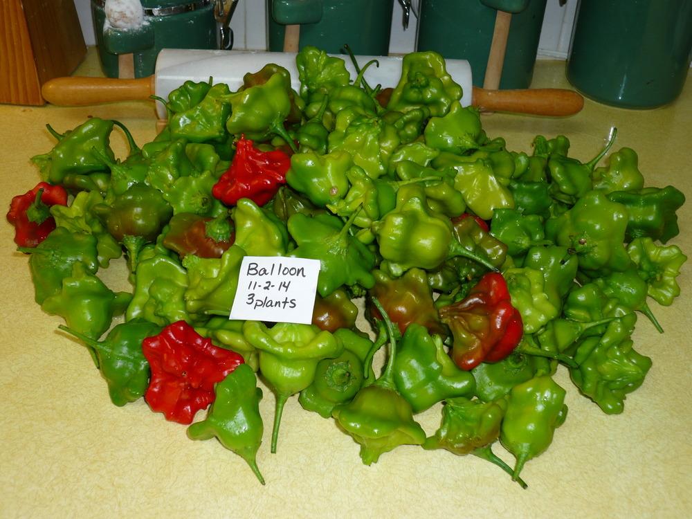 Sweet Pepper (Capsicum annuum 'Balloon') in the Peppers Database ...