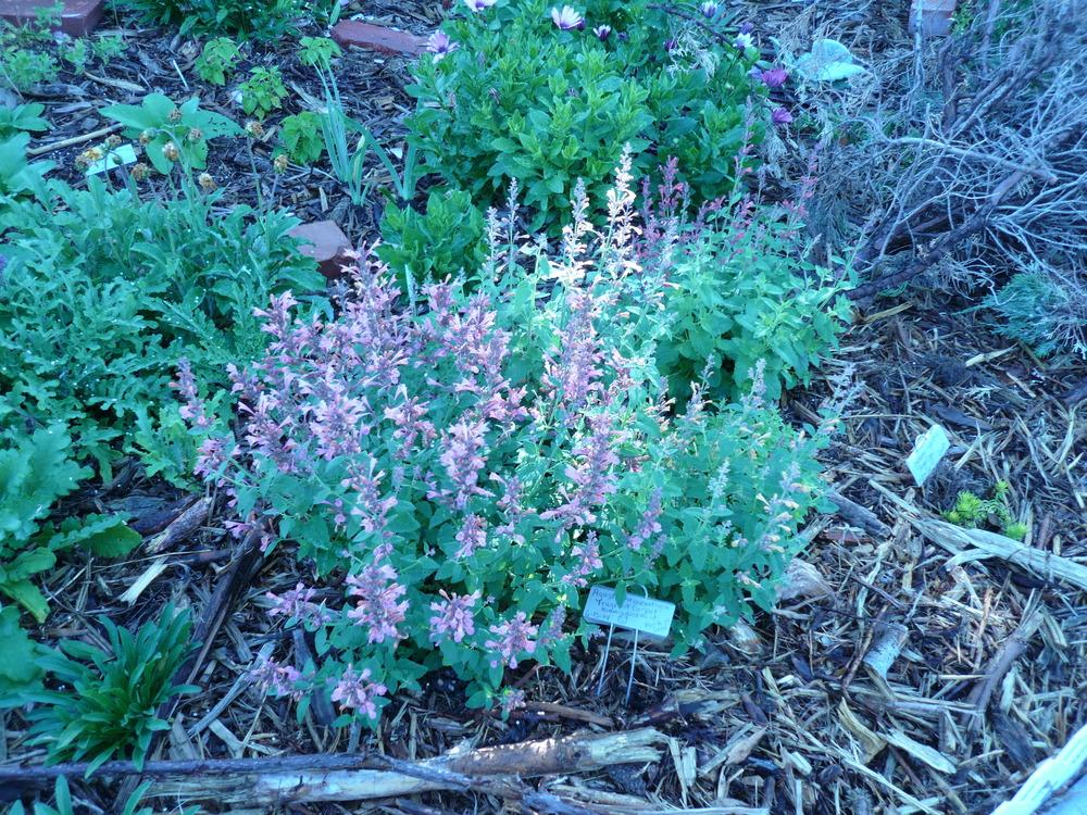 Hummingbird Mint (Agastache aurantiaca 'Fragrant Carpet') in the Anise ...
